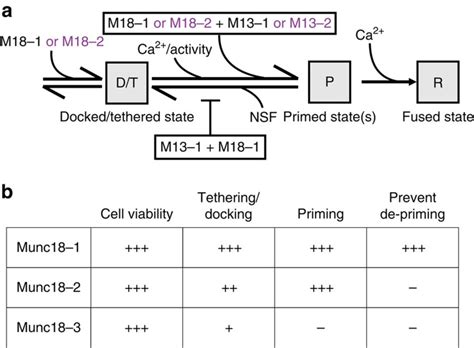 Munc13 1 And Munc18 1 Together Prevent Nsf Dependent De Priming Of