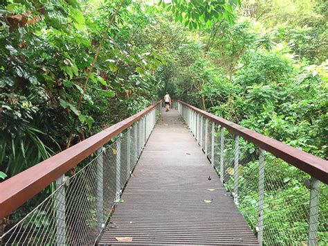 What You Need To Know About Our New” Macritchie Reservoir Park