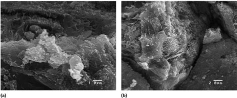 Sem Micrographs Of Paste Containing Nano Sio2 Particles 10000× And B