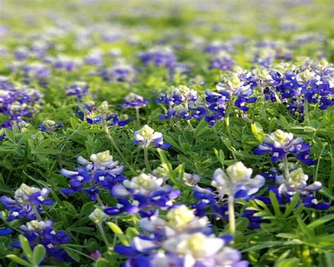 텍사스 블루 보닛 배경화면 Phoneky에서 모바일로 다운로드