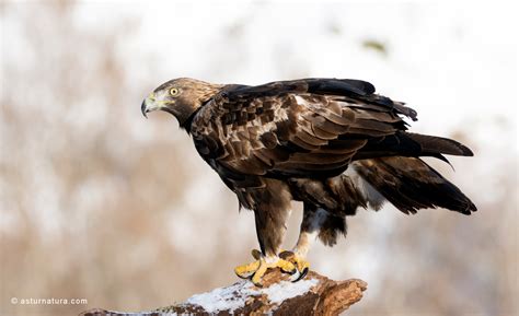 Águila Real Aquila Chrysaetos