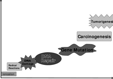 Schematic Explanation Of The Spatiotemporal Relationship Of The Download Scientific Diagram