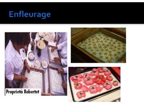 Extraction Of Volatile Oils Pptx