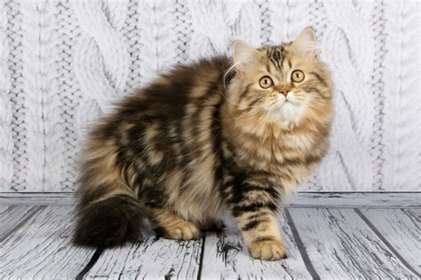 7 Adorable Short Eared Cat Breeds With Info And Pictures Catster