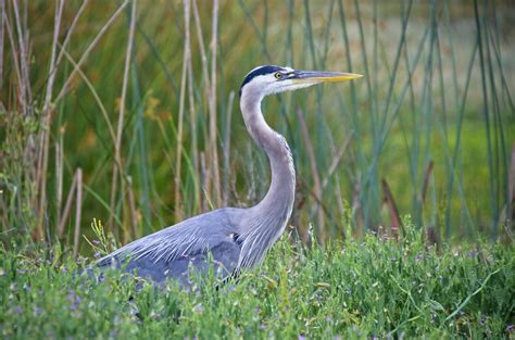 May 12 2020 108 Beth Rodda Flickr