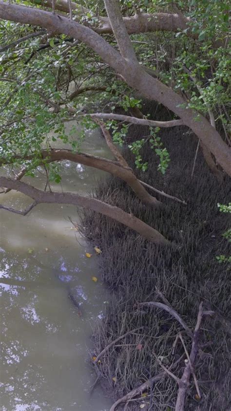 Lush Mangrove Forest Mangrove Ecosystem Stock Video Pond5
