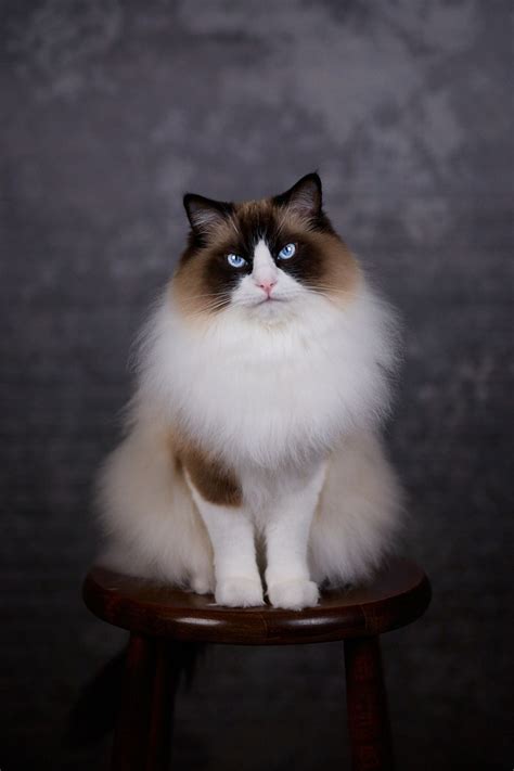 Ultimate Guide To Ragdoll Cat Colors 24 Cute Varieties