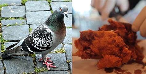 비둘기가 무슨 맛이냐면 비둘기 고기로 치킨을 튀겨먹은 유튜버의 리얼한 시식평 영상 오펀 디스커스