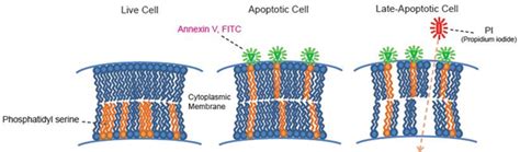 Apoptosis Detection Life Biolab Apoptosis Detection Life Biolab
