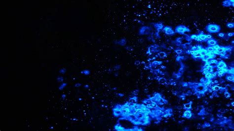Glowing Plankton Wallpapers Wallpaper Cave