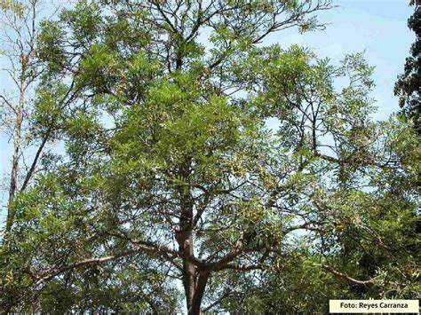 Simarouba Amara Alchetron The Free Social Encyclopedia