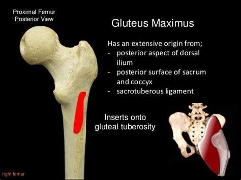 Slideshow Femur