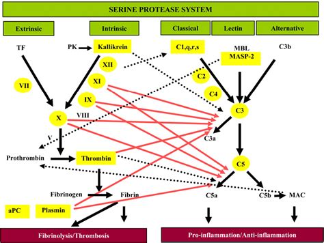 Figure 7 From Complement And Coagulation Systems Molecular