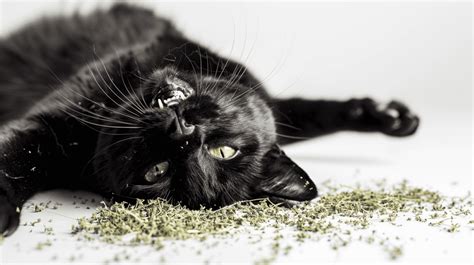 Cats Try Catnip For The First Time Animals Around The Globe Cats Try Catnip For The First Time Animals Around The Globe