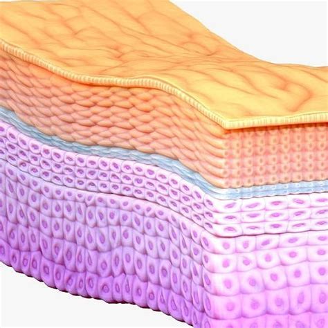 Epidermis Cross Section 3d Model Cgtrader