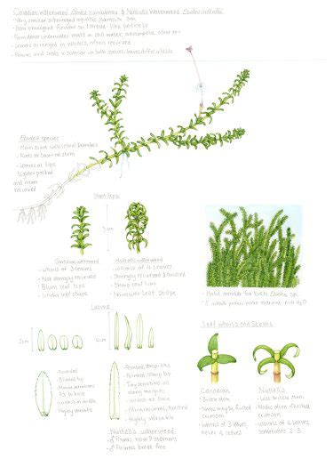 Canadian Waterweed Elodea Canadensis Nuttalls Waterweed Elodea Nuttalli