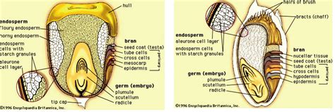Structure Of A Sorghum Grain 18 Cells The Mesocarp Is The
