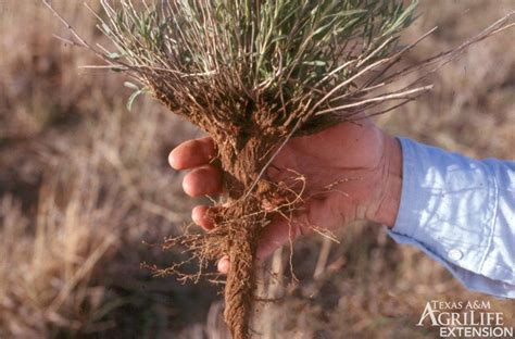 Plants Of Texas Rangelands Narrowleaf Goldaster