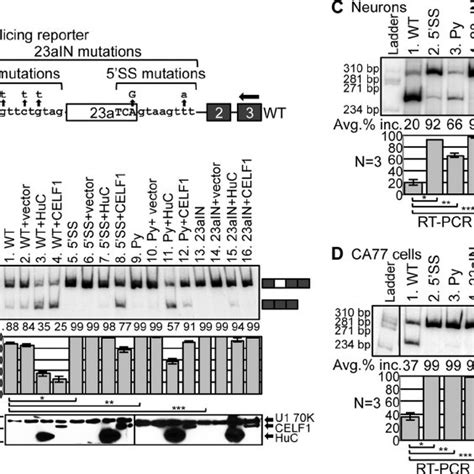 Mutating Splicing Signals To Consensus Sequences Increases Reporter Nf1 Download Scientific