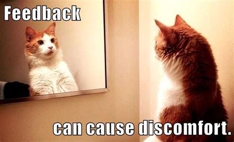 Growth Mindset Memes Feedback Can Cause Discomfort Buongiorno