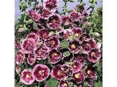 Alcea Rosea Creme De Cassis Hollyhock Eberts Greenhouse