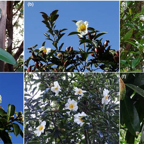 Photos Of Chinese Polyspora Species A Polyspora Axillaris B Download Scientific Diagram