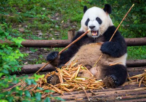 Panda Eating Fish