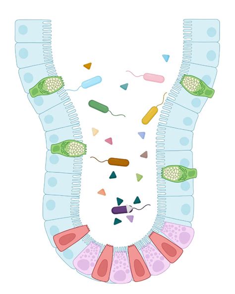 肠道菌群临床与转化课题组