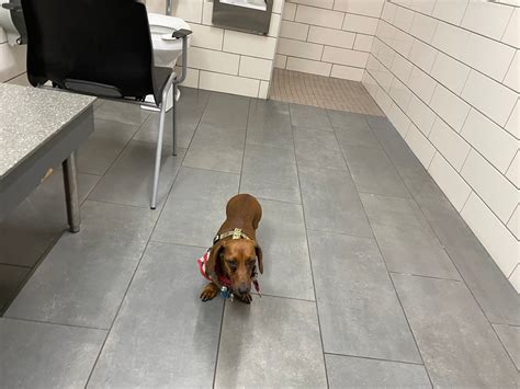 Izzy Bee And Izzy Bee And Daddy Take Over The World