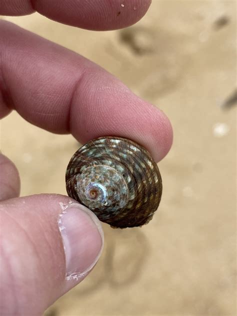 Common Warrener From Werri Beach Werri Beach Nsw Au On April 20