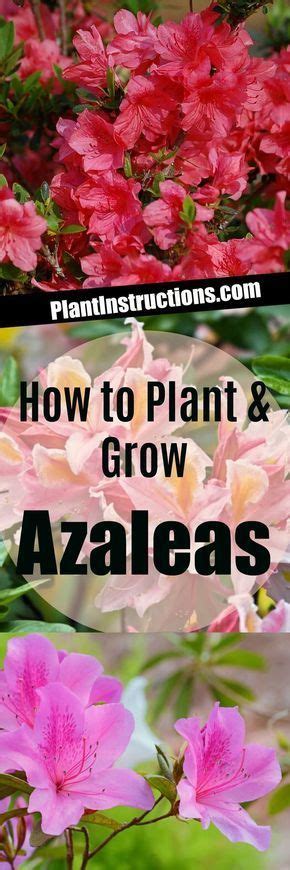 How To Plant Azaleas In Your Garden Artofit