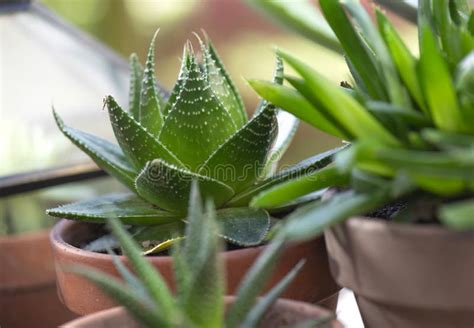 Closeup On Leaf Of Suculent Plant In Flower Pots Stock Image Image Of