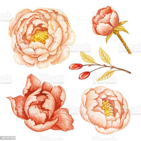 흰색 배경에 고립 된 산호 및 복숭아 모란 꽃과 골드 잎 수채화 그림 플로랄 디자인 요소 0명에 대한 스톡 벡터 아트 및 기타 이미지 Istock