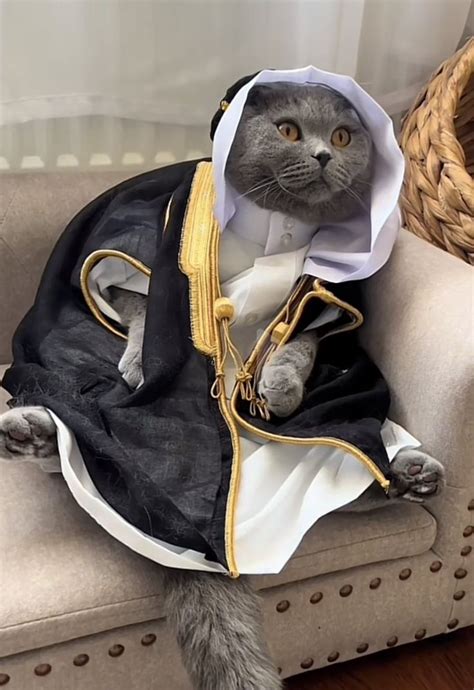 Eid Mubarak Cat Eid Mubarak Cat In Ramadan Muslim Cats