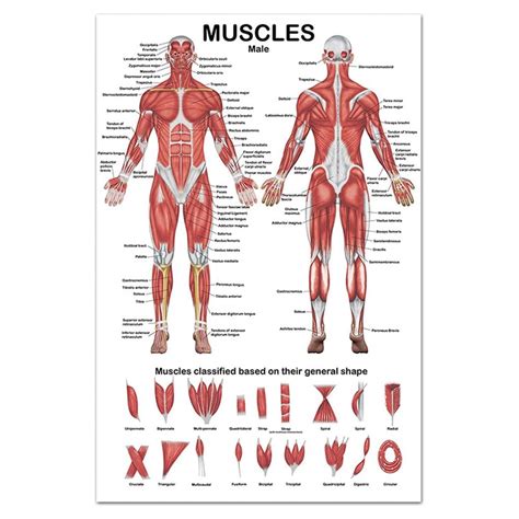 Yrohgkpn Muscular System Anatomical Poster Muscle Anatomy Chart In