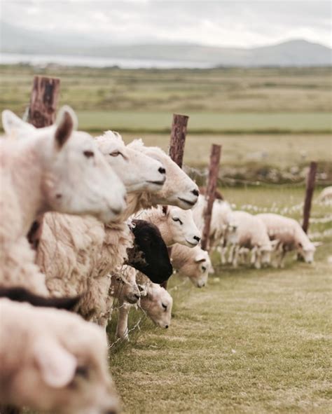 Premium Photo Sheep Grazing On Grassy Field