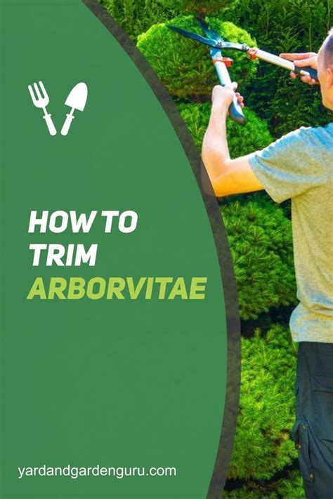 How To Trim Arborvitae Artofit