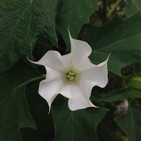 Jimson Weed Open Flower Of Datura Stramonium Jimson Weed … Flickr