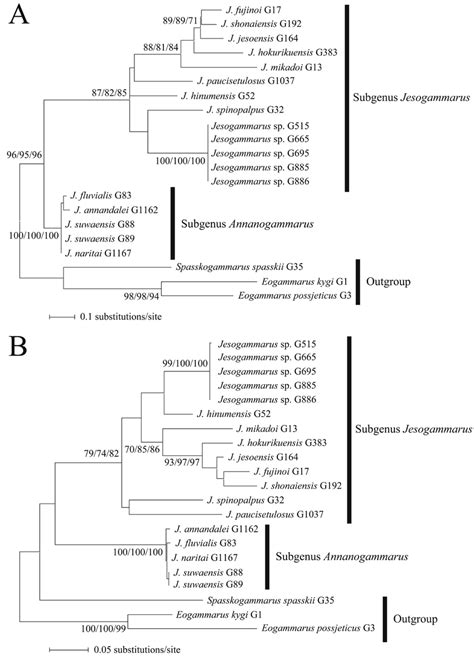 a maximum likelihood tree from a 333 bp sequence of coi gene b