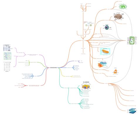 Cell Structure Chapter 3 Plant Cells Cell Wall Microfibril …