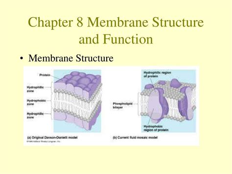 Ppt Chapter 8 Membrane Structure And Function Powerpoint Presentation