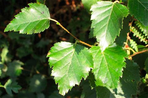 Abedul Propiedades De La Planta Medicinal Herbolario Casa Pià