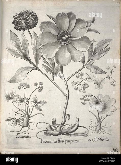 An Important Pre Linnaean Botanical Work Featuring Detailed