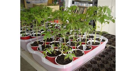 Оптимални условия за здрави растения Български Фермер