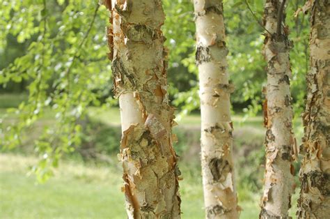 River Birch Hedging Plants Betula Nigra Harrod Outdoors