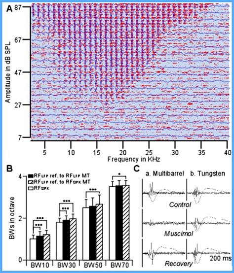 Local Field Potentials Are Local Events In The Mouse Auditory Cortex Liu 2015 European