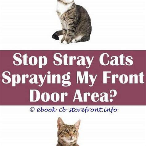 What Scents Keep Cats From Scratching DIY Seattle