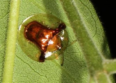 Aspidimorpha Submutata · Inaturalist