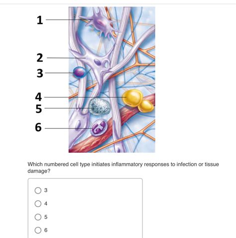 Solved Which Numbered Cell Type Initiates Inflammatory