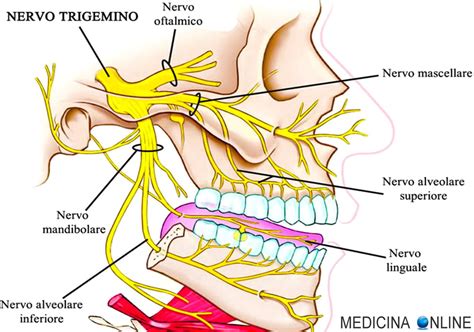 Nervo Trigemino Anatomia Decorso Branche E Funzioni Medicina Online